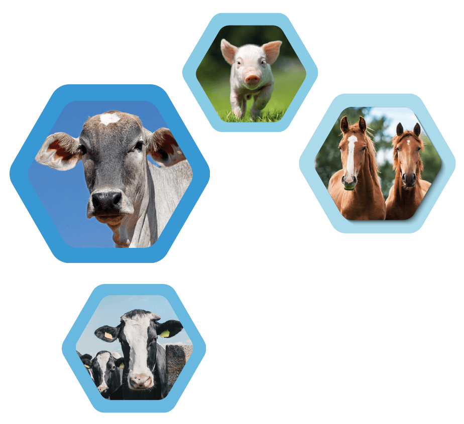 grandes-animales – Colvet